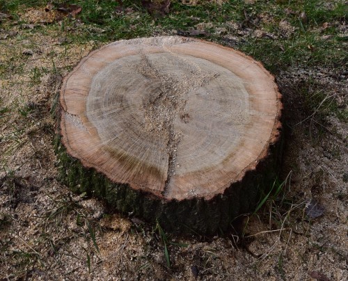 Benefits of Stump Grinding | Australian Tree Services